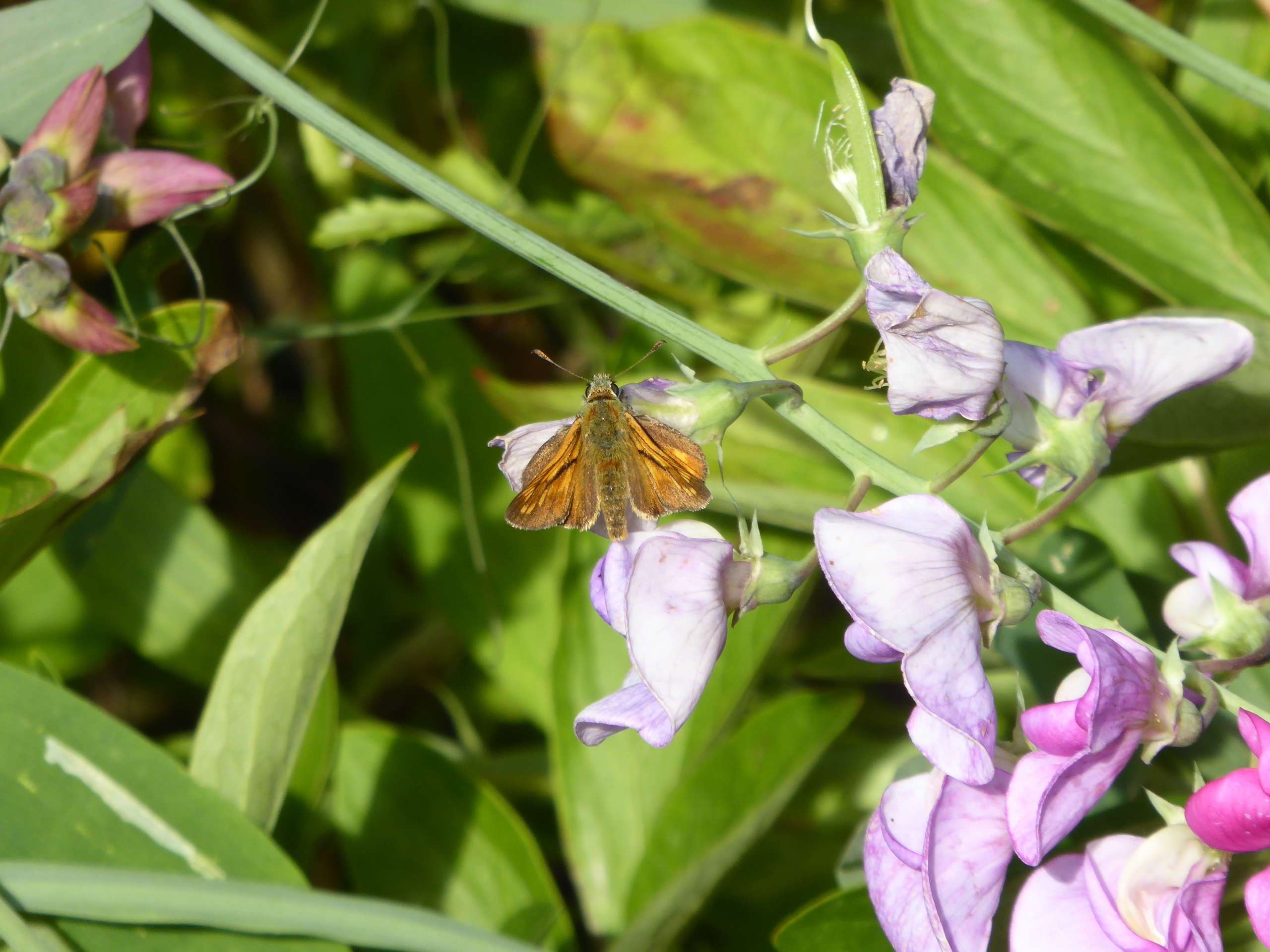double wing butterfly | Ling's Meadow